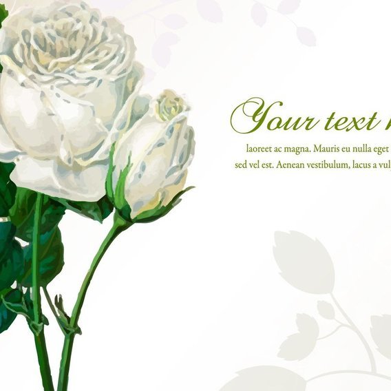 Beautiful White Rose Illustration - 10811 - Dryicons